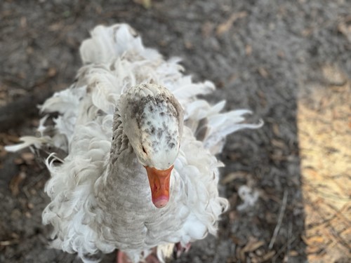 2 Sebastapol Geese Hatching eggs colors can be Blue, Lilac, Grey ...