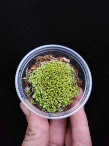 Pincushion Moss 2in Starter Plant Terrarium Plant | eBay
