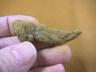 (PP463-57) 1-7/8" Genuine Fossil TURTLE POOP Coprolite WA state DUNG ...