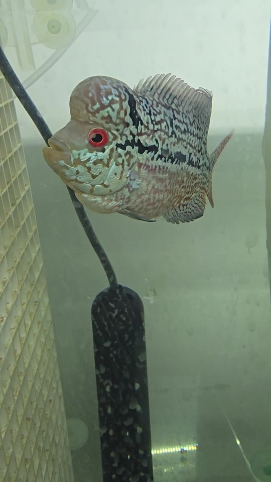 Kamfa F2 Flowerhorn Aprox 3.5" High Quality 11/10/25 Last ship for the ...