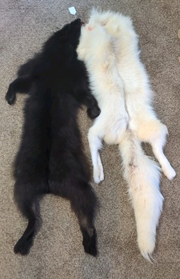 Fox Pelts Damaged White Fox And Dyed Black Fox. Lot Of 2, Nice Tanned ...