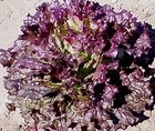 Lettuce Ruby Red 2,500 seeds | eBay
