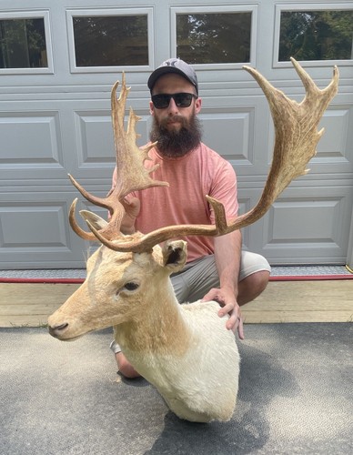 Dark Vintage Fallow Deer Shoulder Mount Antler Horn Deer Taxidermy ...