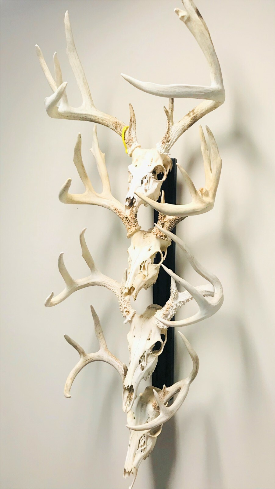 RACK TRACK–European Skull Mounting Kit-32” Kit #3–(4) Deer Skull Hanger ...