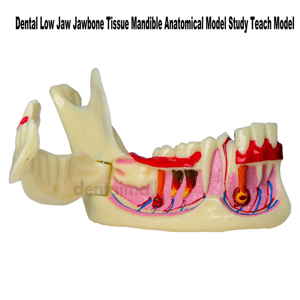 Mandible Diagram Anatomy Illustration Of Human Mandible, Jaw Bone