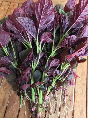 1000 Amaranth Edible Red Leaf Seeds Asian Chinese Garden Vegetable 红苋菜 ...