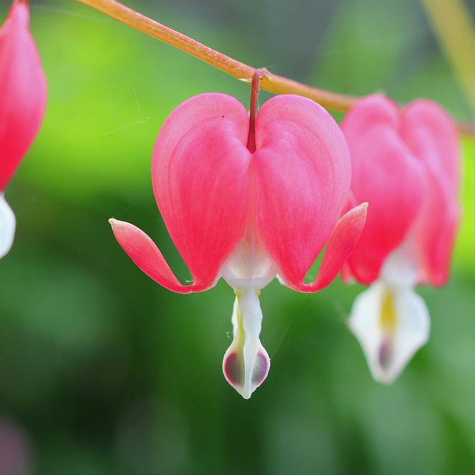 1/2/5 Bleeding Heart Dicentra Spectabilis Garden Perennial Growing Root ...