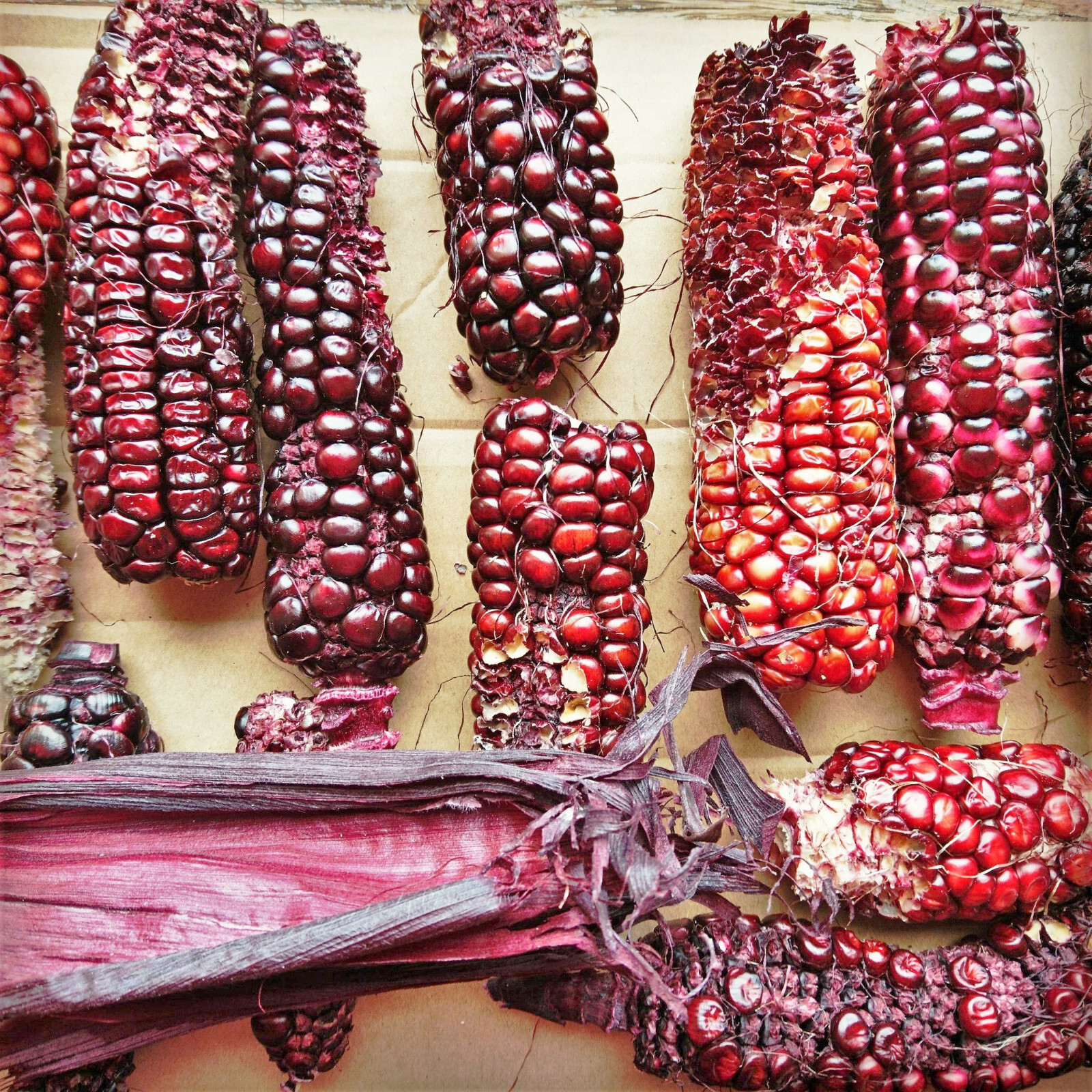 Double Red Sweet Corn Seeds | Purple Husk Stalk Indian Ornamental Dent ...