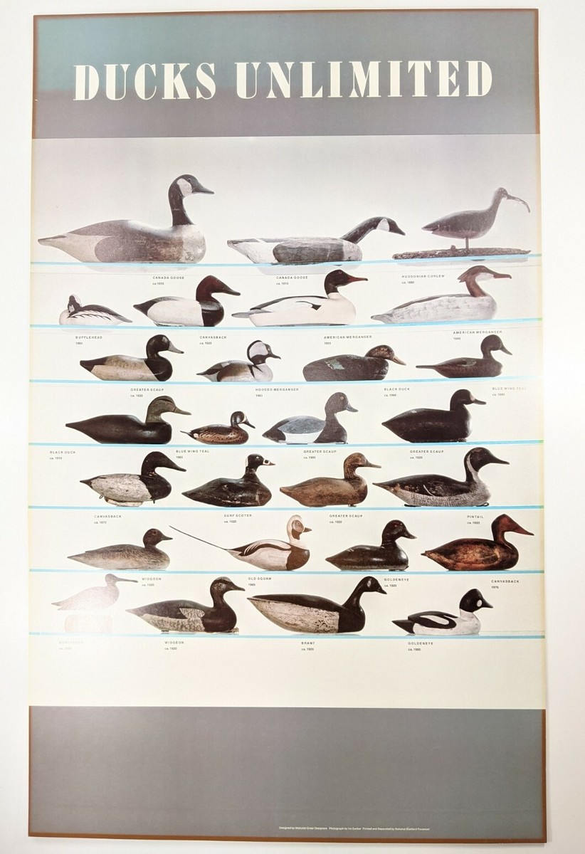 Ducks Unlimited Duck Identification Poster