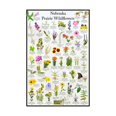 Nebraska Prairie Wildflowers Flower Identification Poster / Native ...