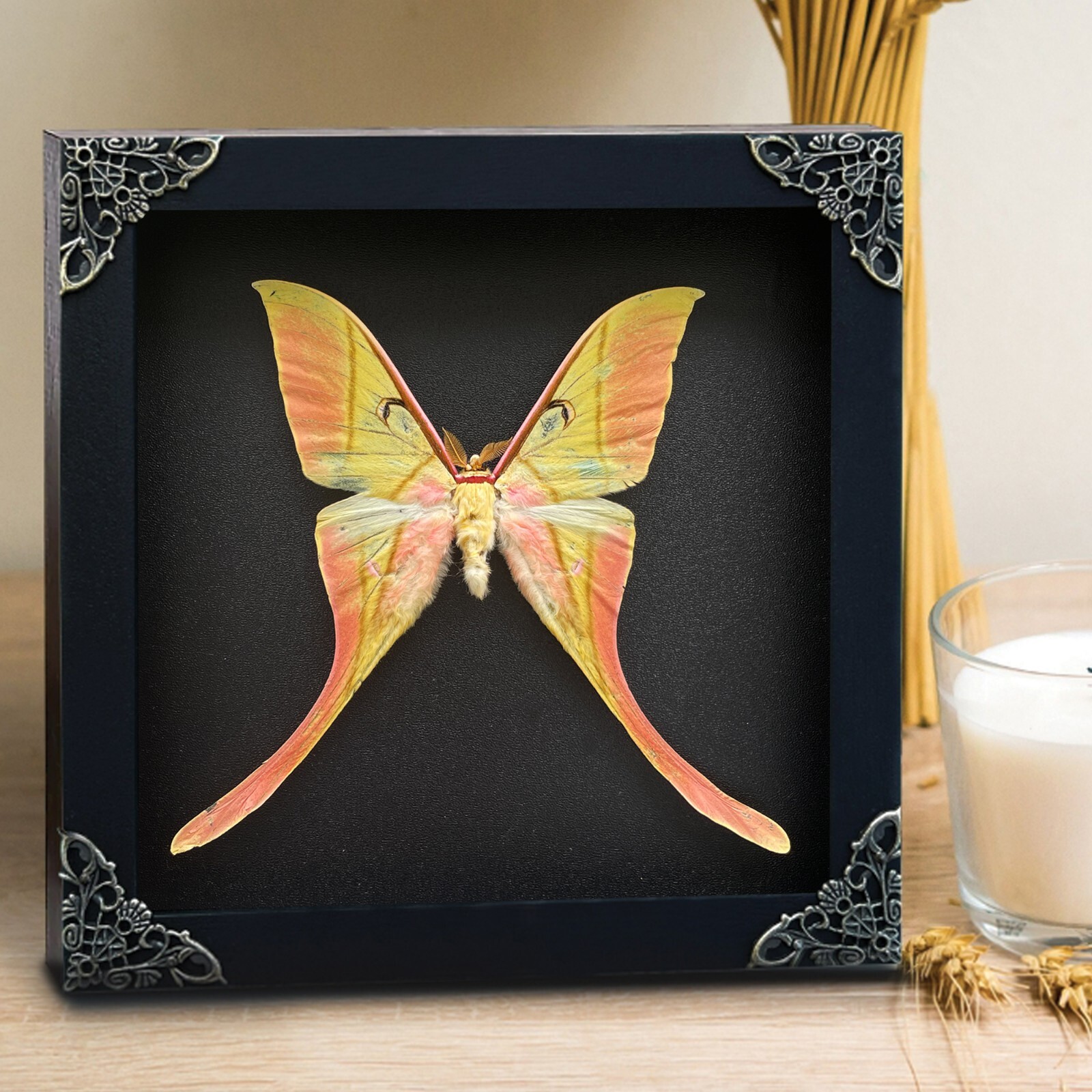 Black Framed Luna Moth Taxidermy Real Butterfly Specimens Framed Home ...
