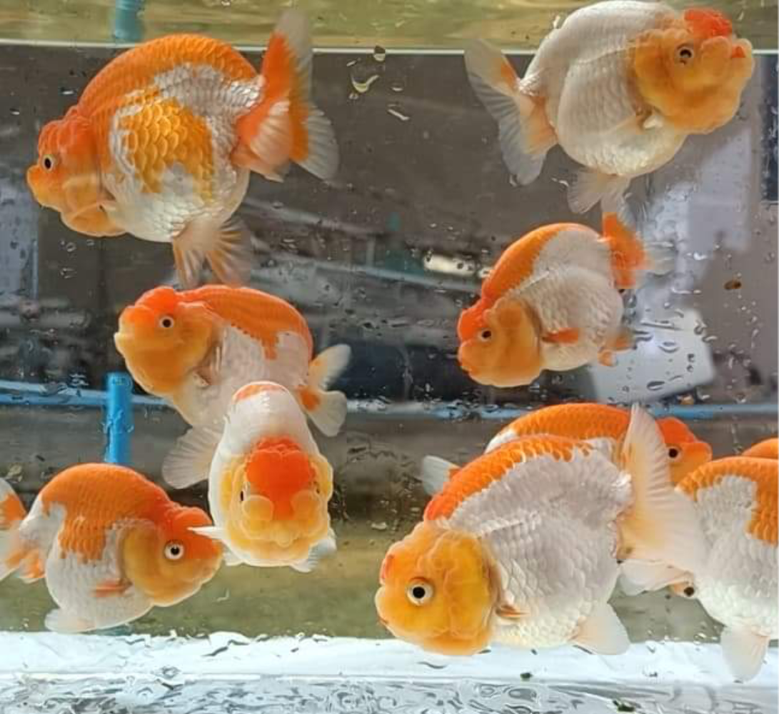 Live Fancy Goldfish Premium Select A Grade Our Choice Mix Color Ranchu ...