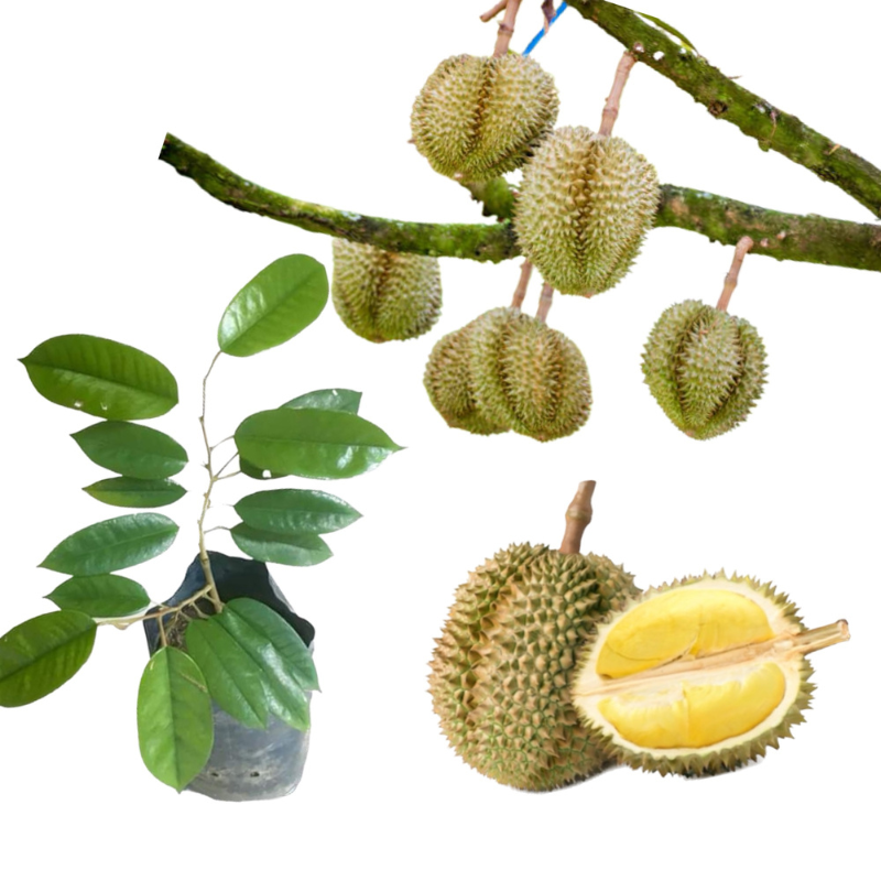 Durian (Durio ziberthinus) Live Cut Plant King of Fruits Sri Lanka | eBay