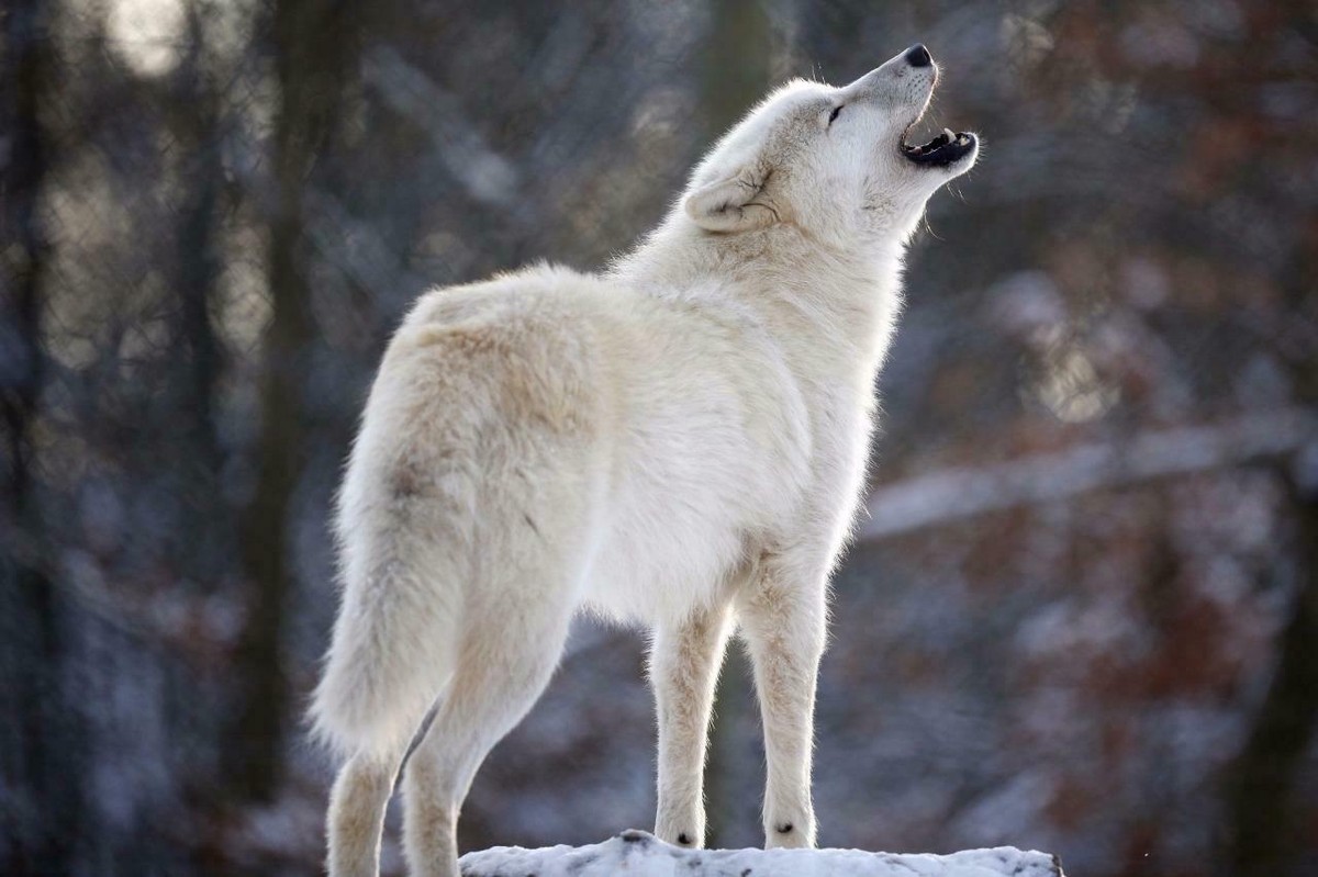 White Wolf Howling Wallpaper