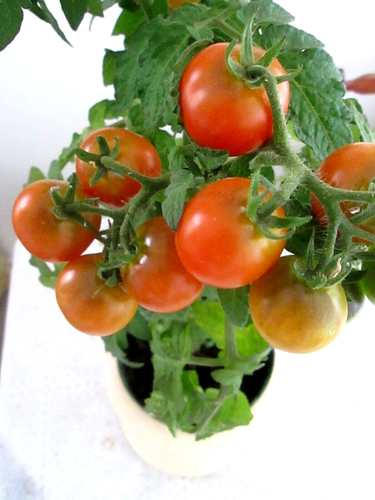 TOMATO RED ROBIN 30 SEEDS - SOLANUM LYCOPERSICUM | eBay UK