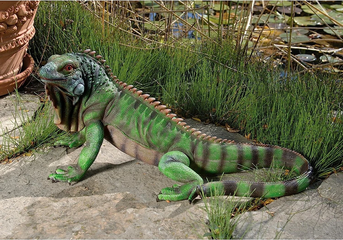 Iguana Images To Color