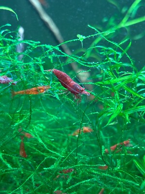 10 +1 Fire Red Cherry - Freshwater Neocaridina Aquarium Shrimp. Live ...