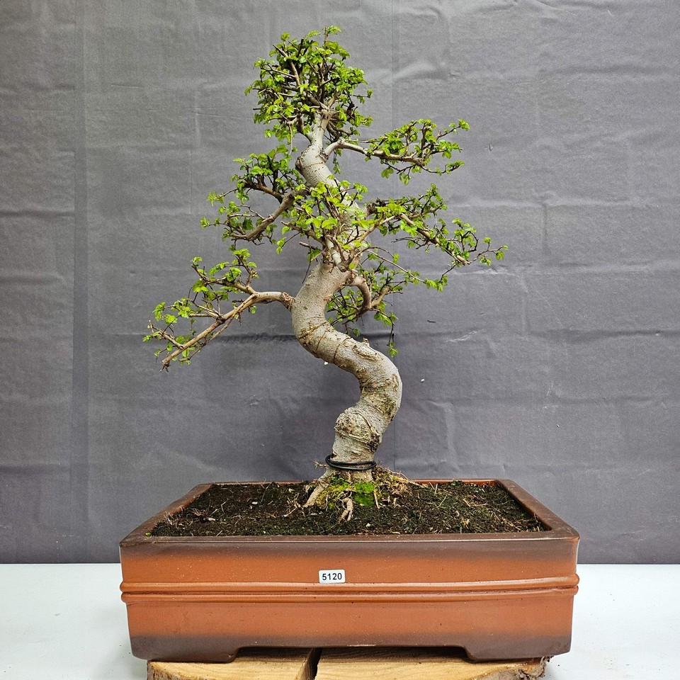 Large Chinese Elm (Ulmus Parvifolia) Bonsai Tree | Shaped | In 40cm Pot ...