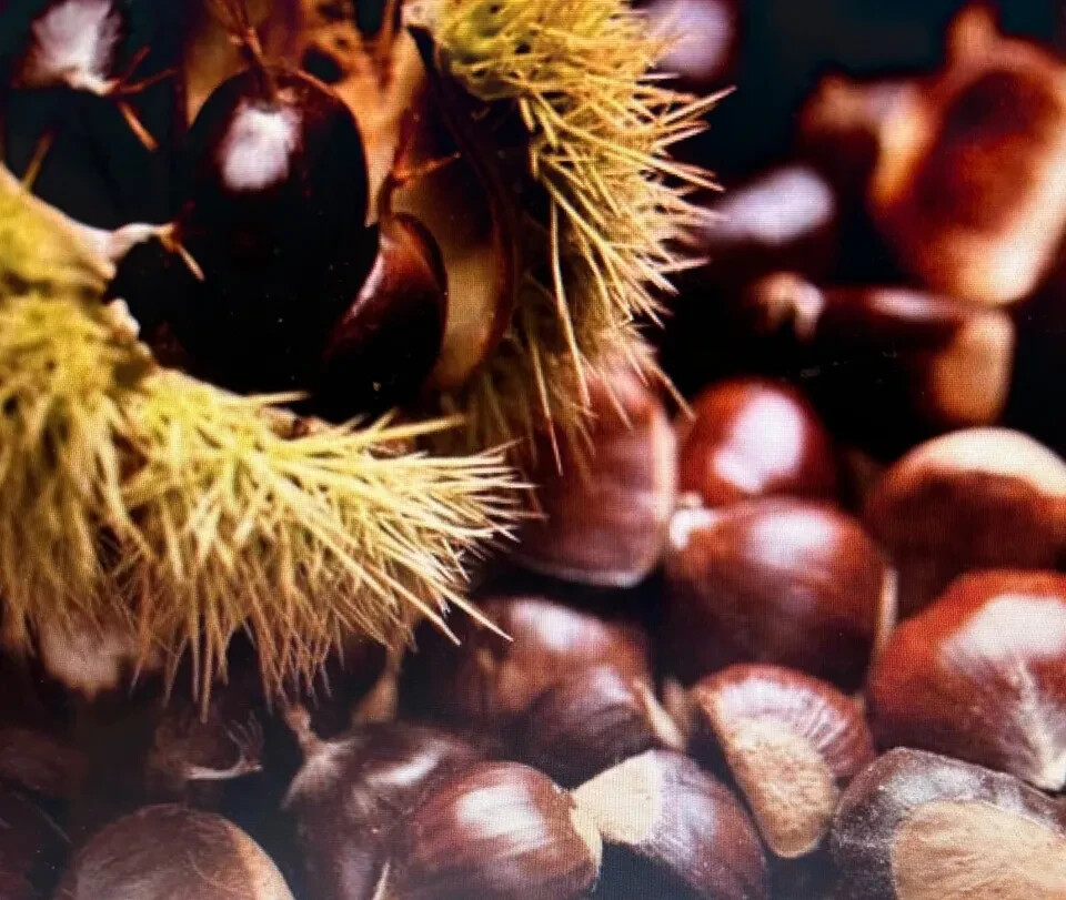 14PCS Bigger American Chestnuts Tree Seeds Hybrid Chinese Edible 2025 ...