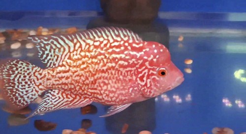 High Grade Golden Base Flower Horn | eBay