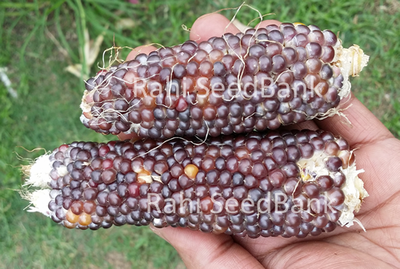 Corn Grey AVi - A Rare & Unusual Corn Variety!!! | eBay