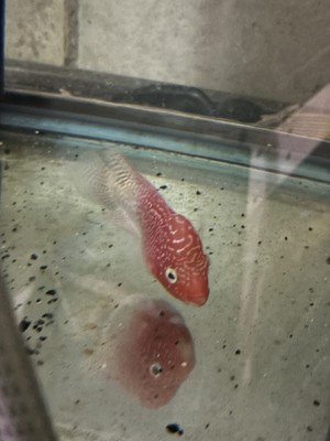 Gold Base Flowerhorn Live Fish | eBay