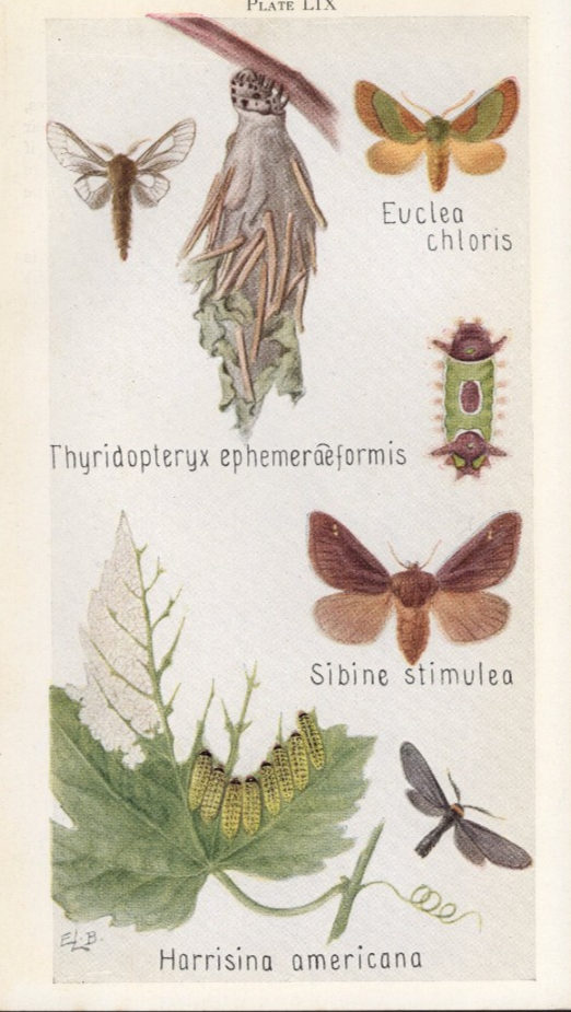 1918 Tiny Insect Chromolithographic Print Spiny Oak Moth, Grapeleaf ...