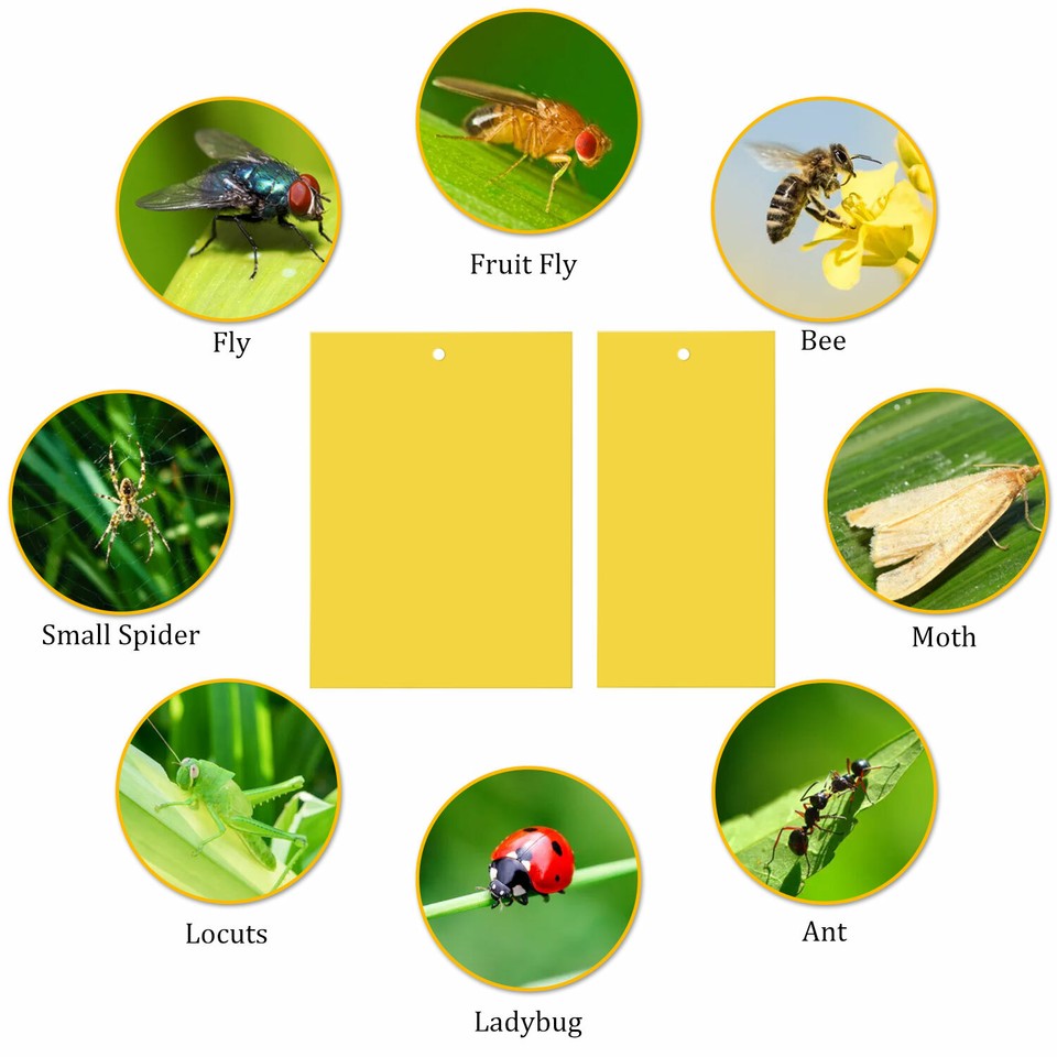 Max 60 PCS Sticky Fly Traps Gnat Trap Flies Insect Glue Catcher w ...