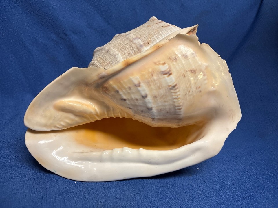 Large Pink Queen Conch Shell 4 1/4 lbs. | eBay