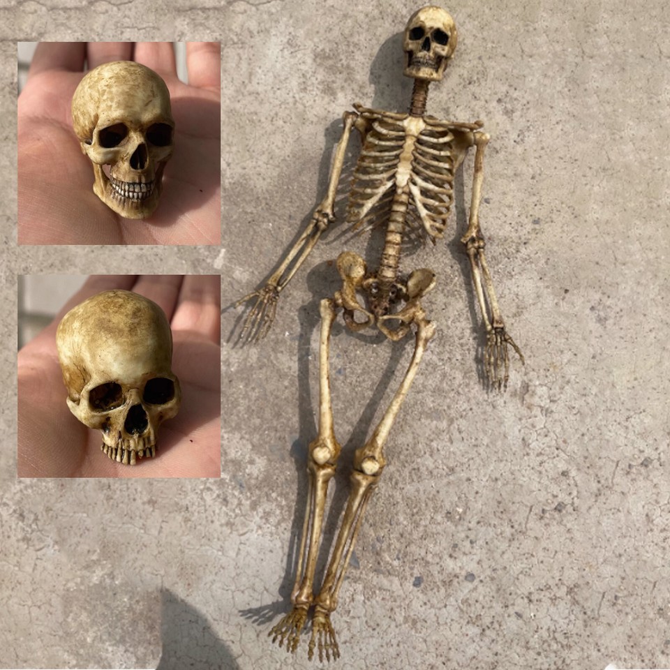 1/6 Scale Human Beings Skeleton PVC Model for 12" Action Figure ...