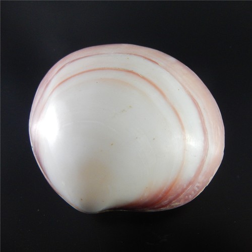 1 Natural Cherry Clam Shell Ornament Seashell Scallop Nautical Decor ...