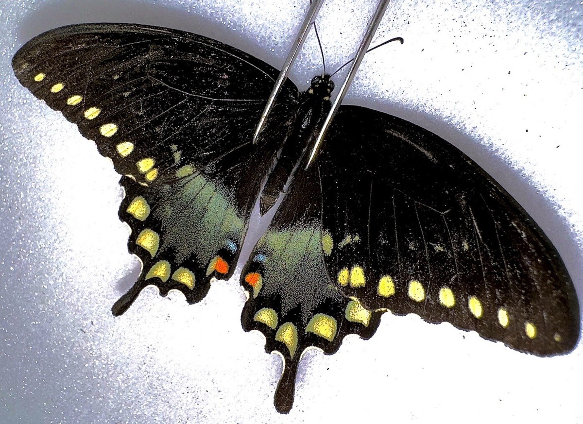 Spicebush Swallowtail Butterfly