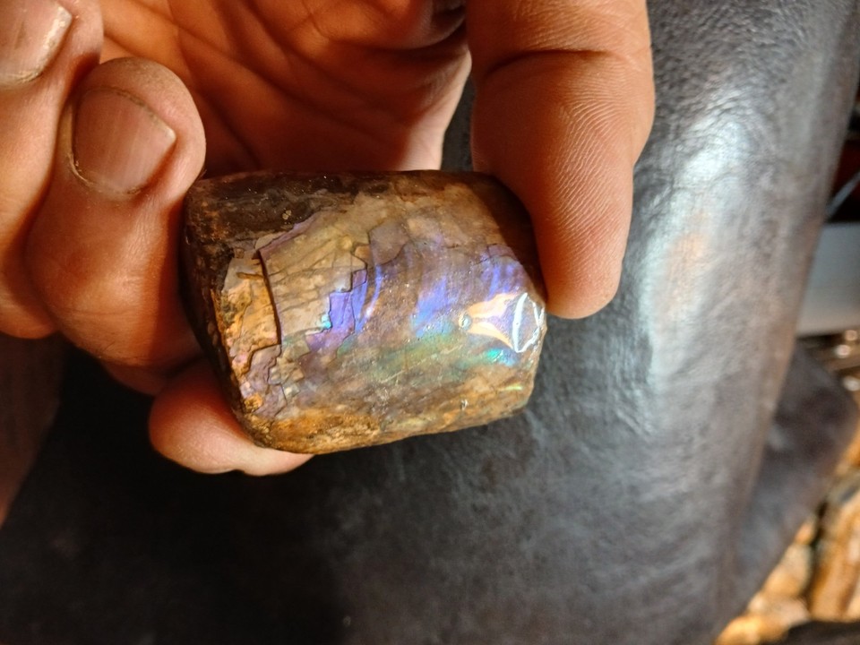 Rare Deeply Colored/Baculite/Ammolite/opalized Brilliant/iridescent/gem ...