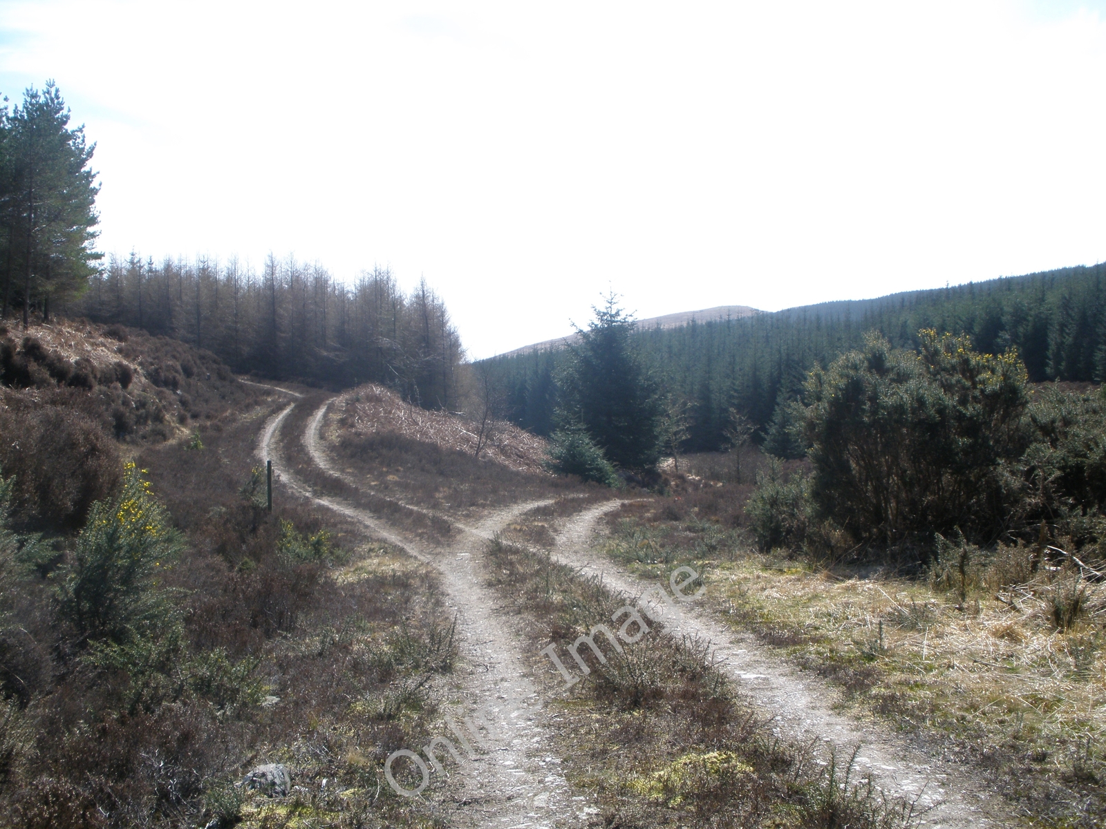 Photo 12x8 Junction of forest tracks Colintraive c2010 | eBay UK