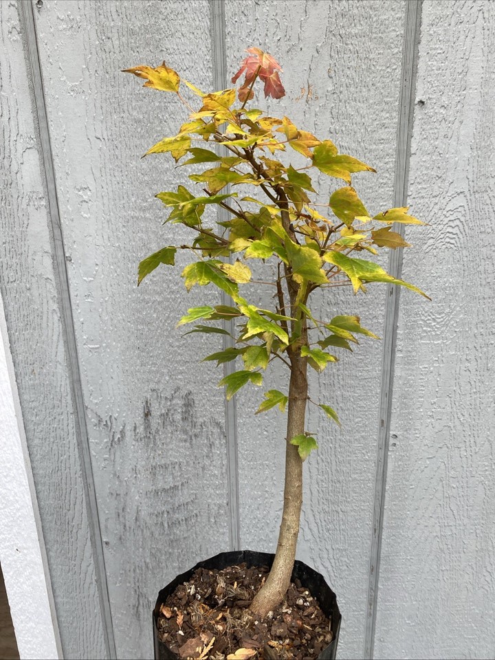 Trident Maple Pre Bonsai Stock - Tree #2 | eBay