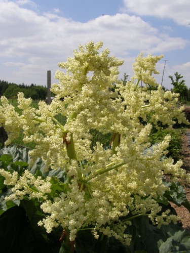 Victoria Rhubarb, Rheum rhabarbarum “Victoria”, Seeds (Fast, Edible ...