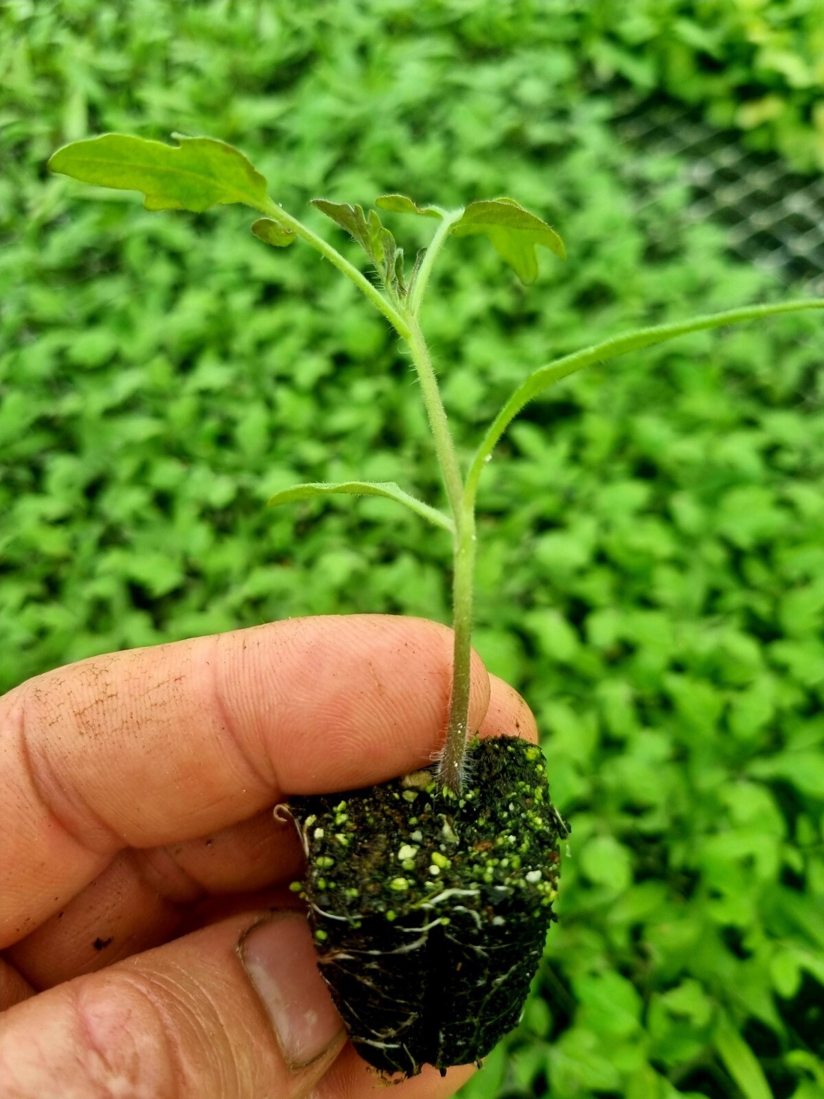 Tomato Red Cherry Plug Plants Grow Your Own Vegetables Ready to Plant ...