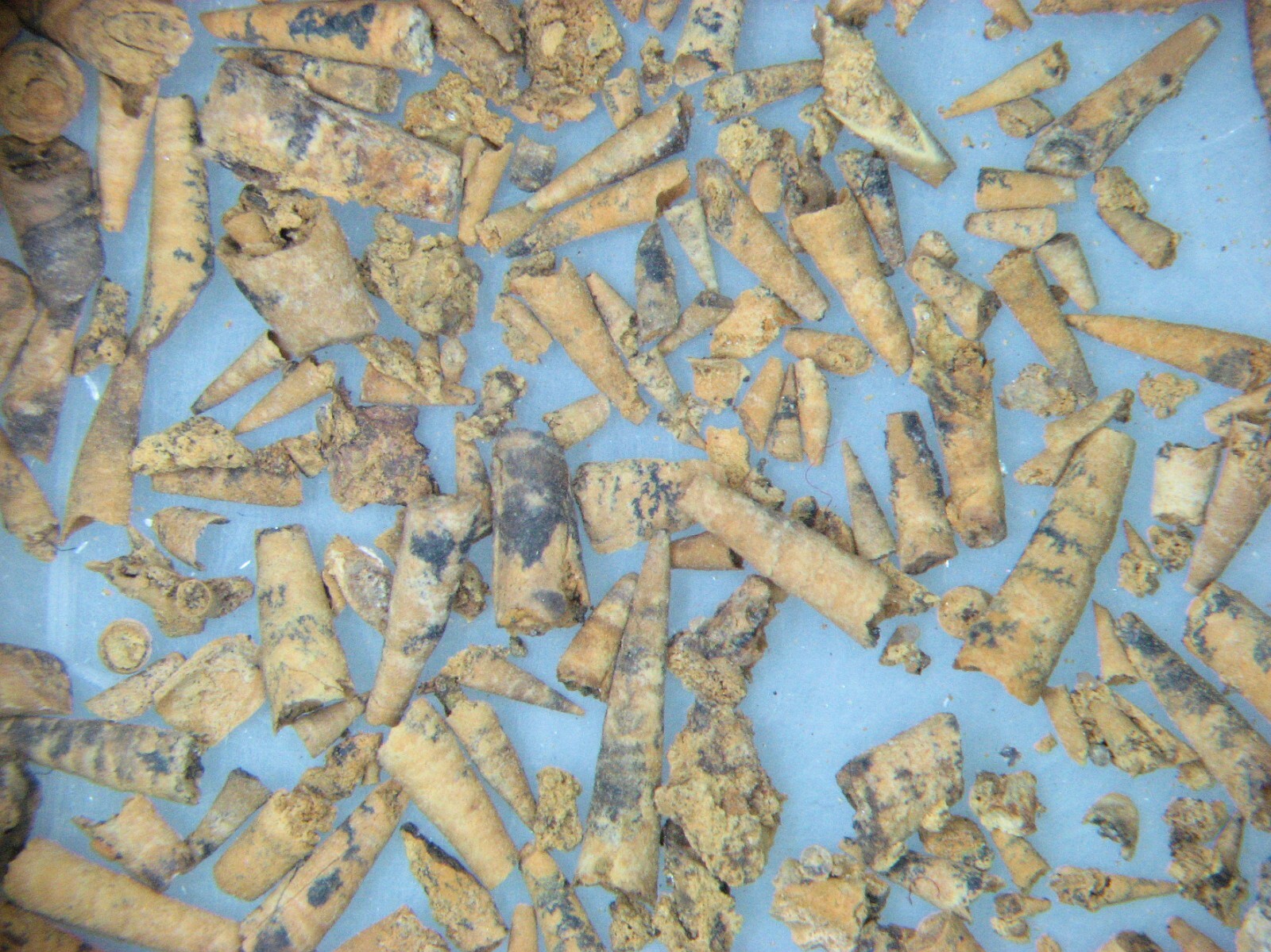 Cambrian Small Shelly Fauna PIOCHE shale SALTERELLA agmata matrix ...