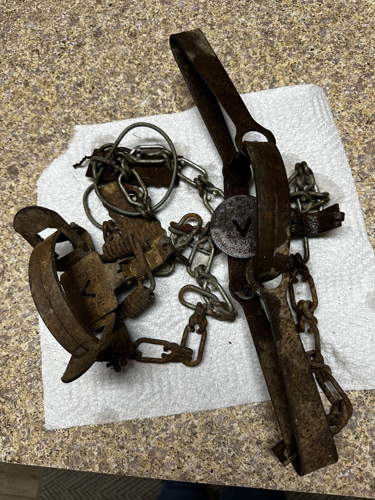 Lot 2 Victor #1 1/2 Coil Spring Victor Traps/trapping/vintage/antique ...