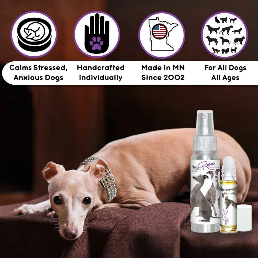 Italian Greyhound Relax Dog Aromatherapy | Calms Anxious, Scared ...