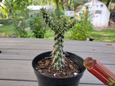 Fully Rooted Jumping Cactus 🌵 | eBay