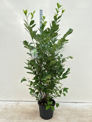 7-8ft Potted Cherry Laurel Hedge Plants 210-240cm Fast Growing Green ...