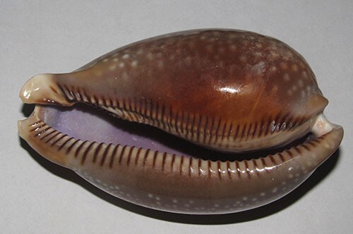 105 mm LARGE Cypraea Cervus Cowrie Seashell GREAT PATTERN Combine Ship ...