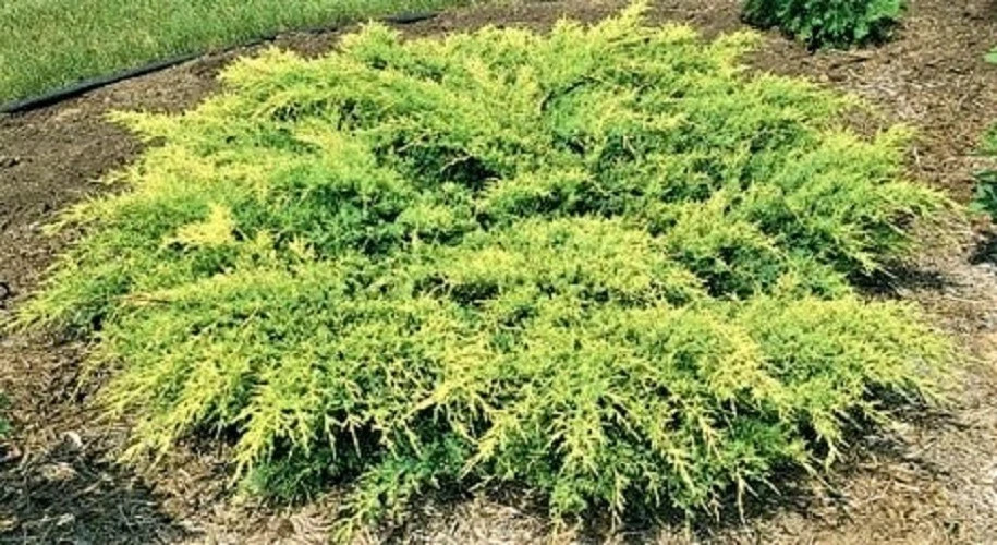 Gold Star Juniper