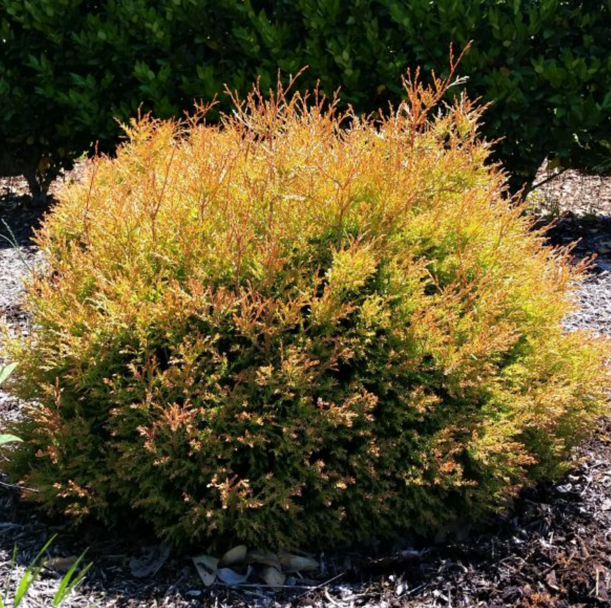 Fire Chief™ Globe Arborvitae – Live Shrub in Quart Pot (6 Inches Tall ...
