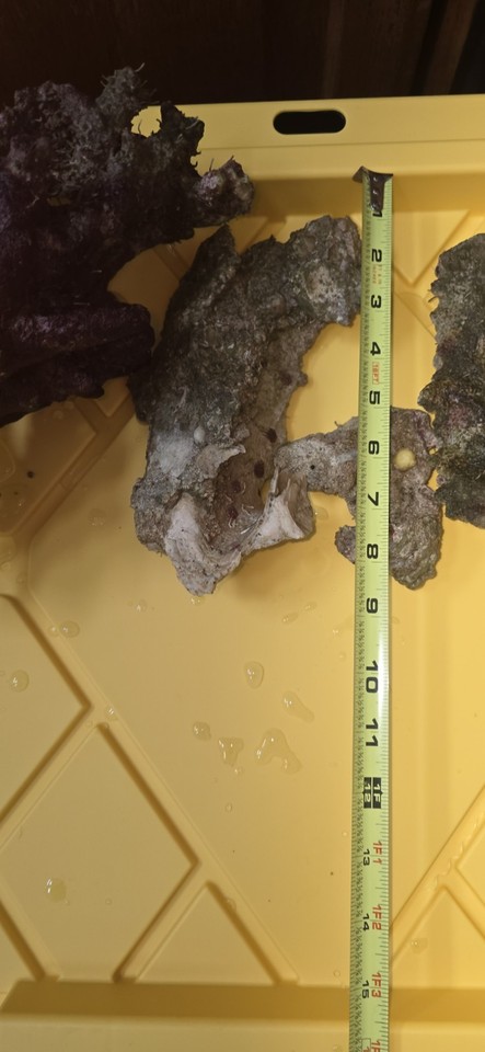 Tonga Branch Live Rock 10lbs | eBay