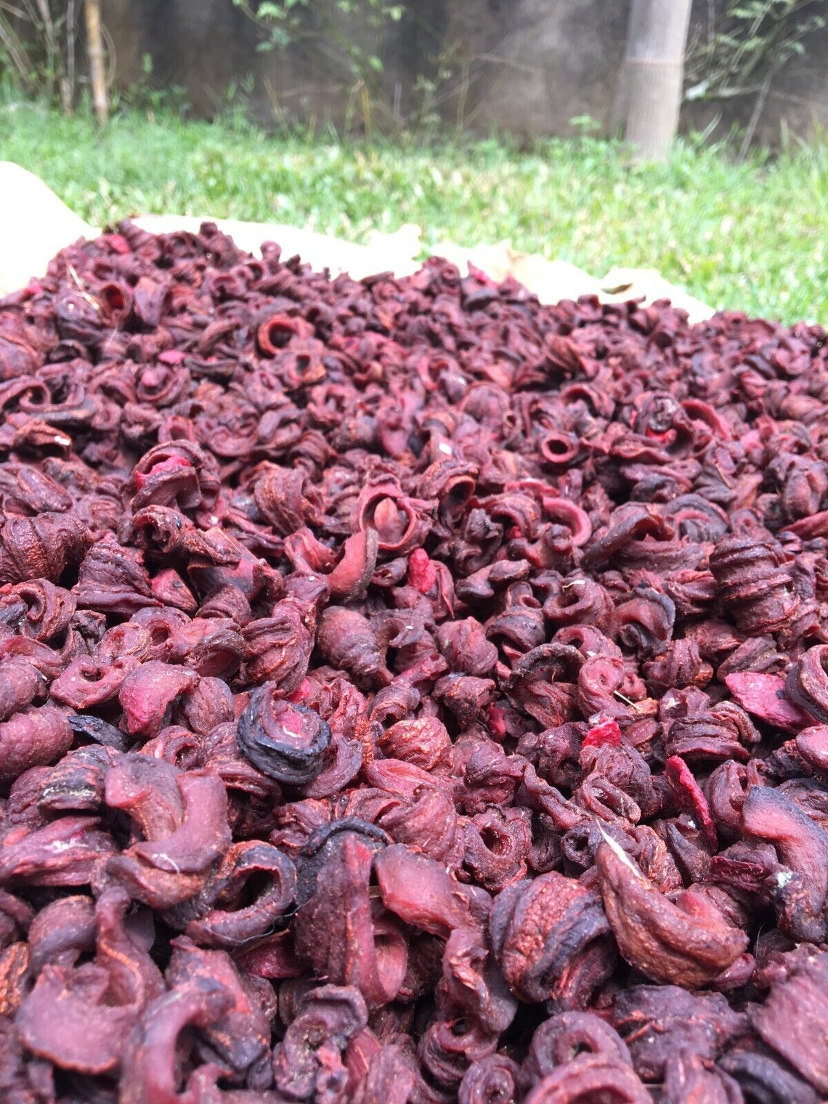 Organic Goraka Dried Garcinia Cambogia Brindleberry Natural Sun Dried ...