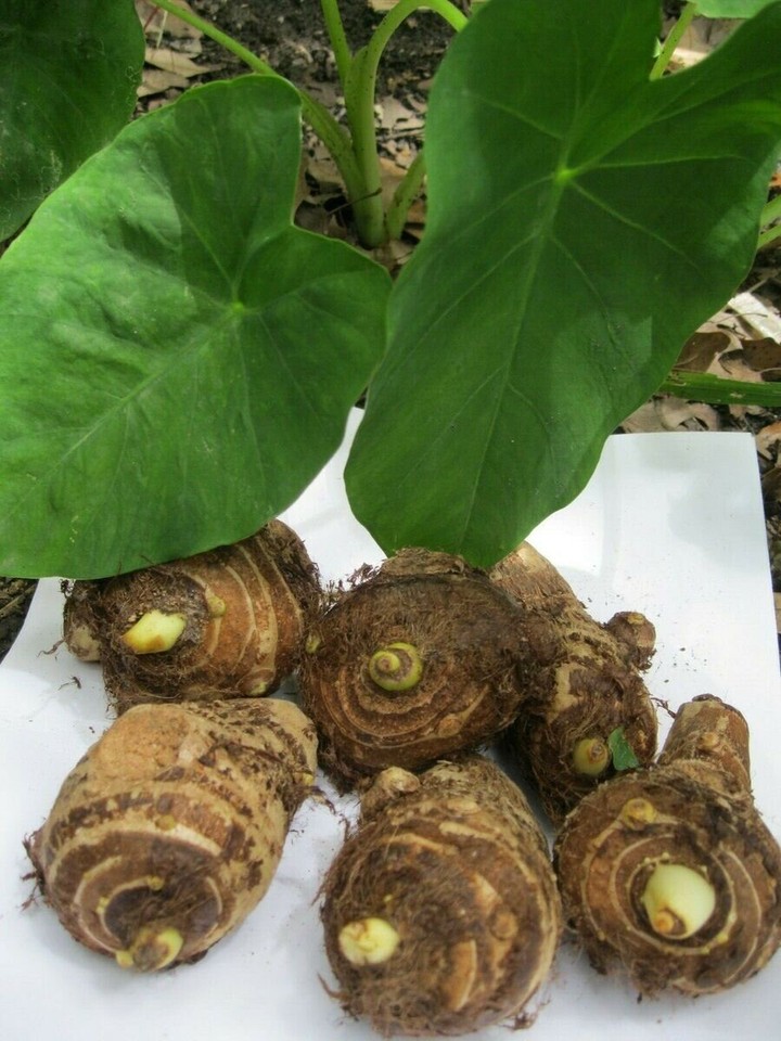 5 Taro Root Bulbs Elephant Ear Edible Aquatic Marginal Bog Pond Live ...