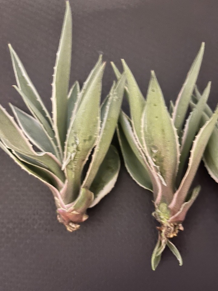 6 Variegated Agave Plant Live Pup Bare Root Thick Leaves 2-4” (3-4”And ...