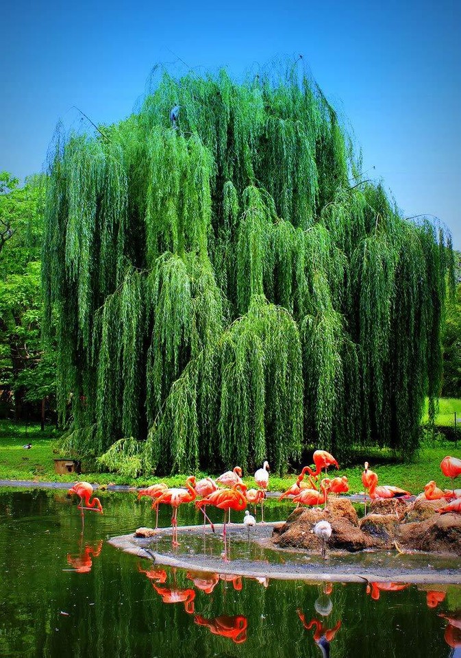2 Weeping Willow Trees - Beautiful Arching Canopy - Grow 2 Golden ...